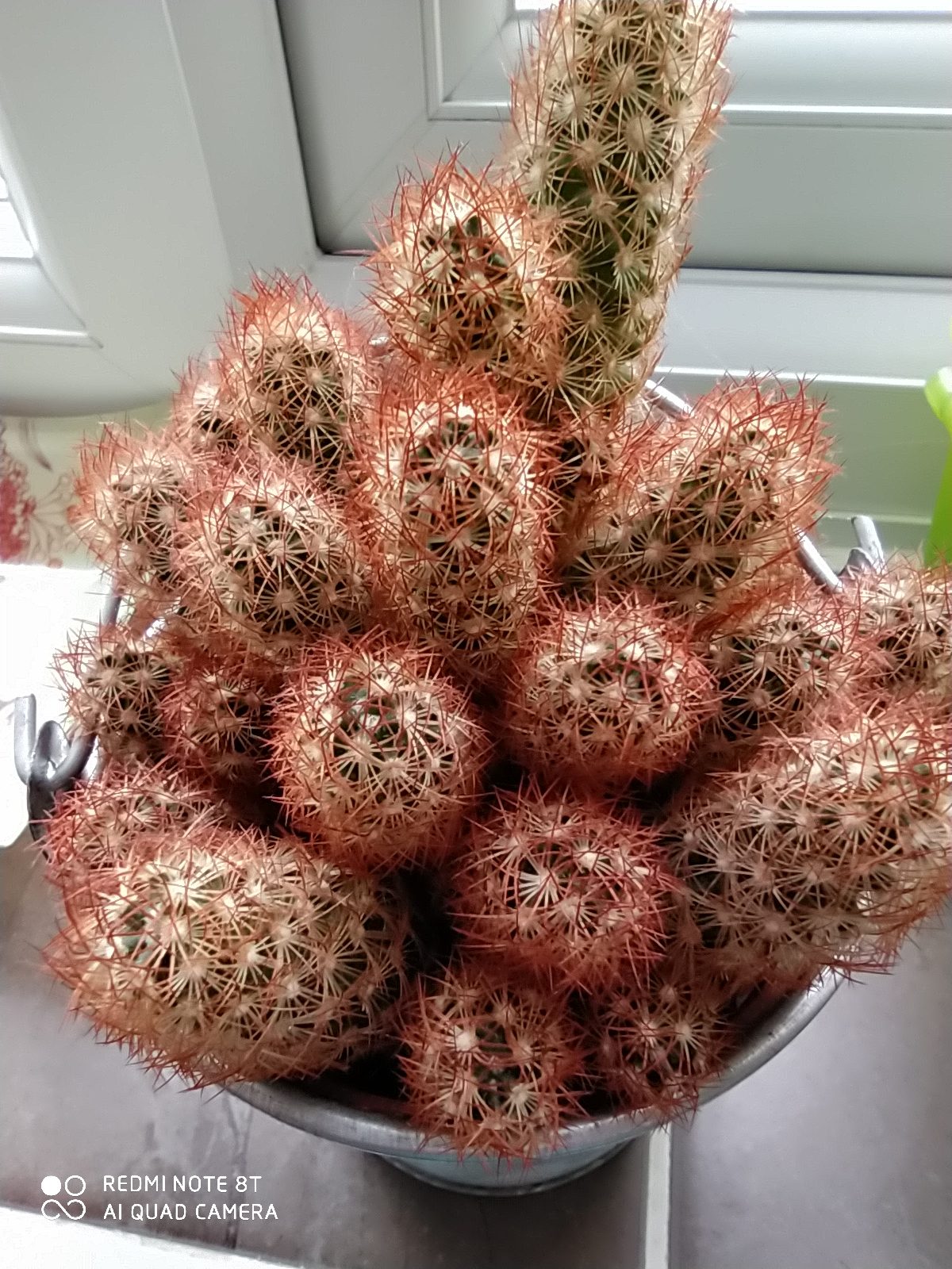 Xiaomi Redmi Note 8T Review - Rapid Reviews UK